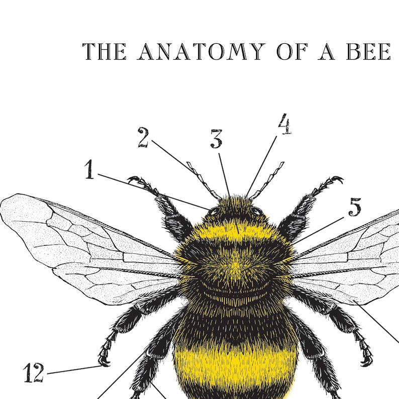 Bee Print Bee Poster Bee Chart Anatomy Nature for - Etsy