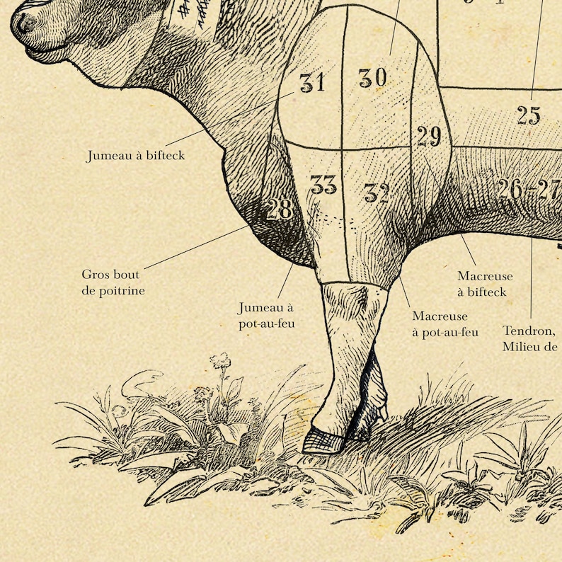 FRENCH Beef Cuts Print – Vintage Butcher Cuts Poster, All Sizes ...