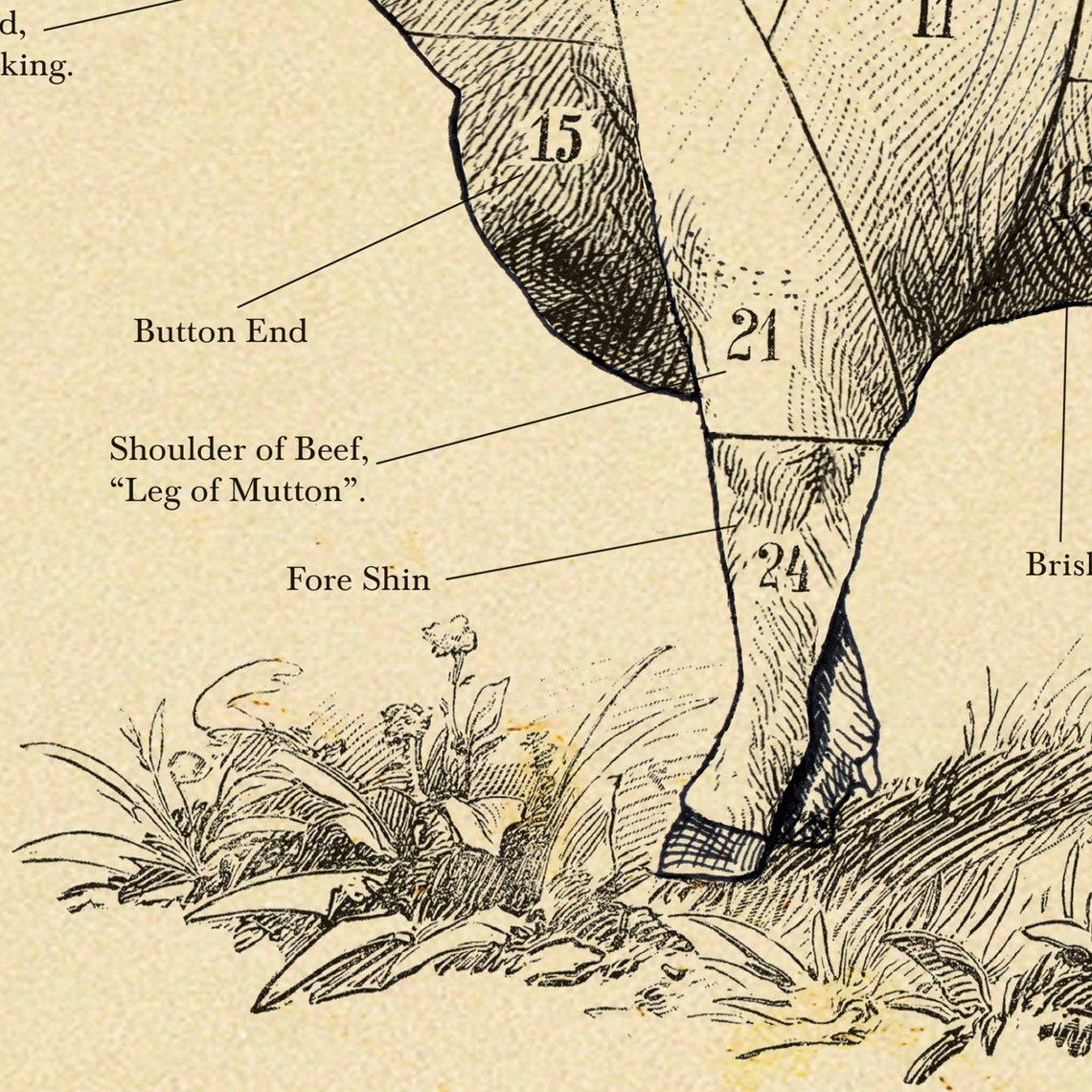 IRISH Beef Cut Print Butcher Chart Poster Etching Style - Etsy