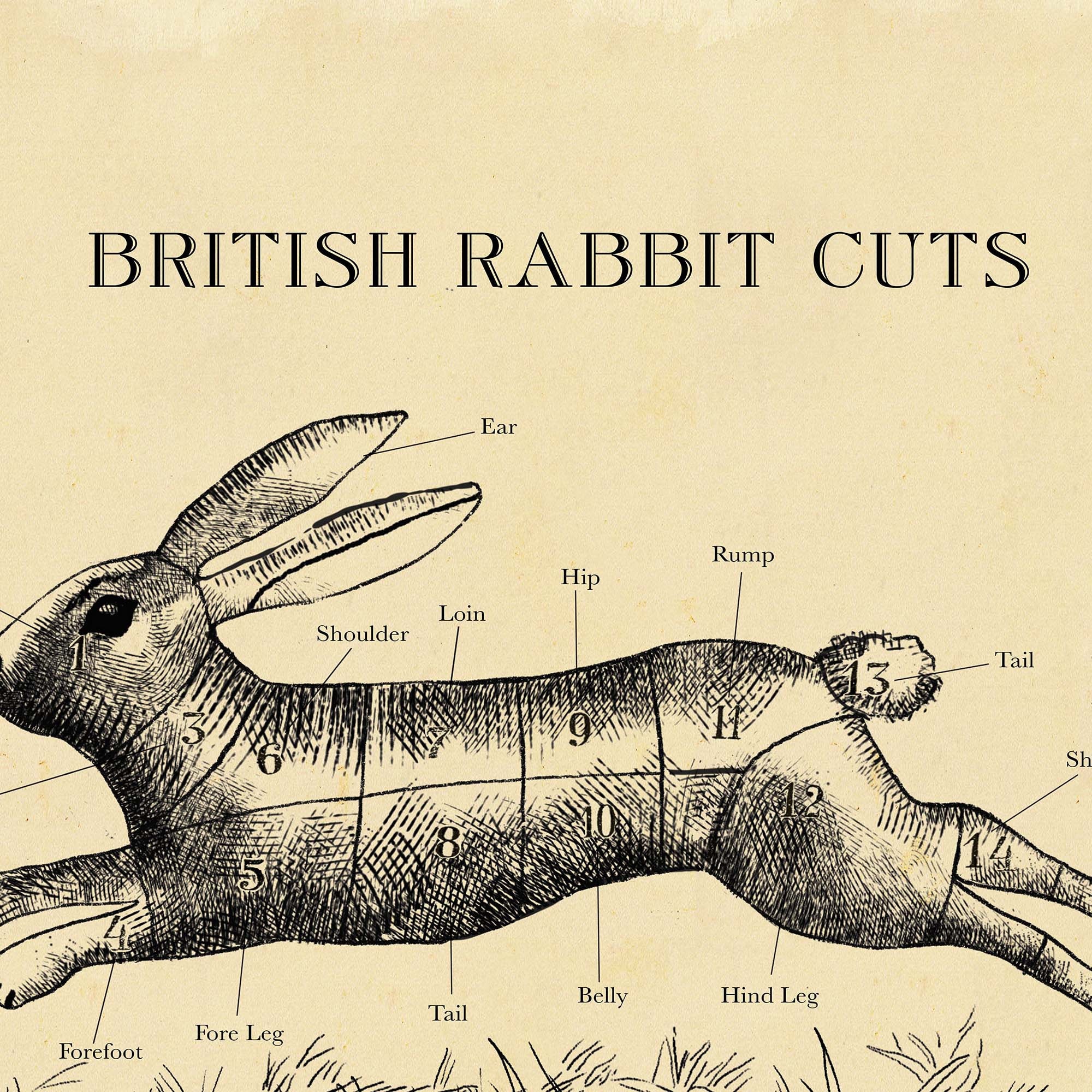 BRITISH Rabbit Butcher Chart, Cuts of Meat, Etching Style Print. All ...