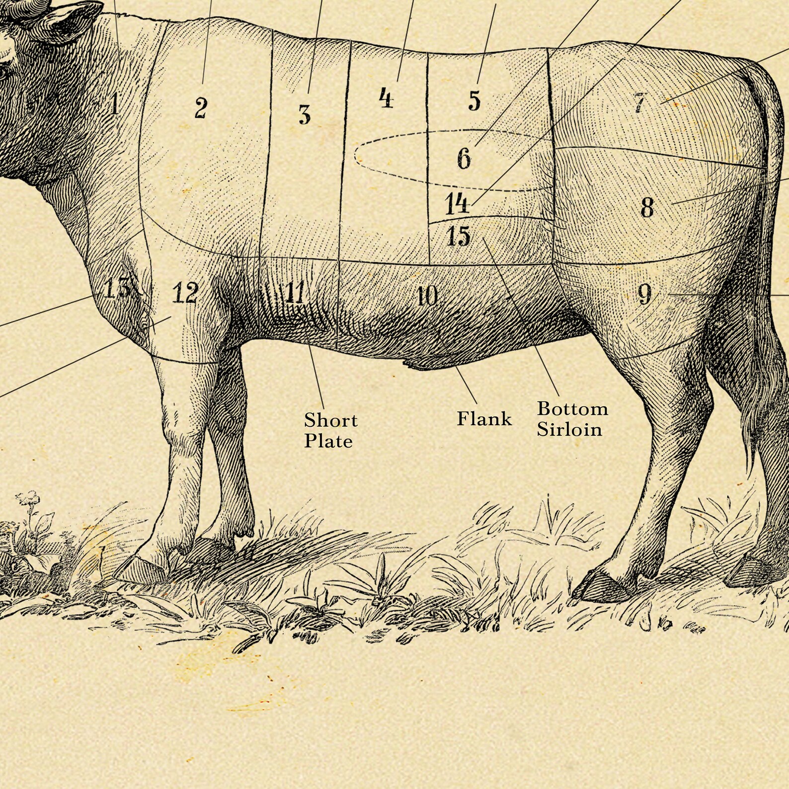AMERICAN Beef Cut Cow Print Butcher Chart Vintage Etching | Etsy