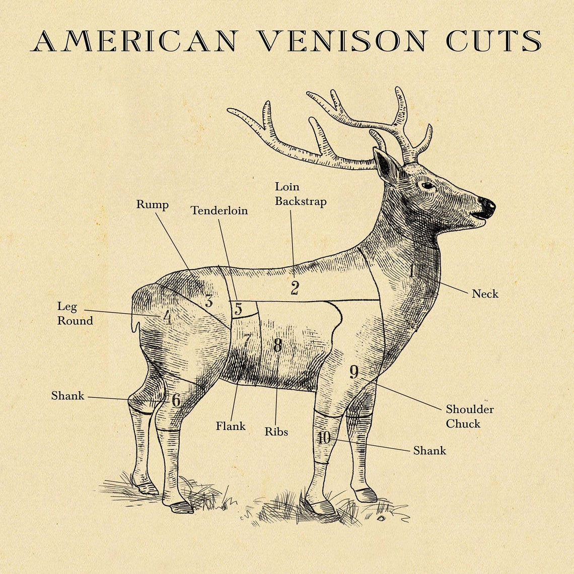 AMERICAN Venison Butcher Chart Cuts of Meat Etching Style - Etsy UK