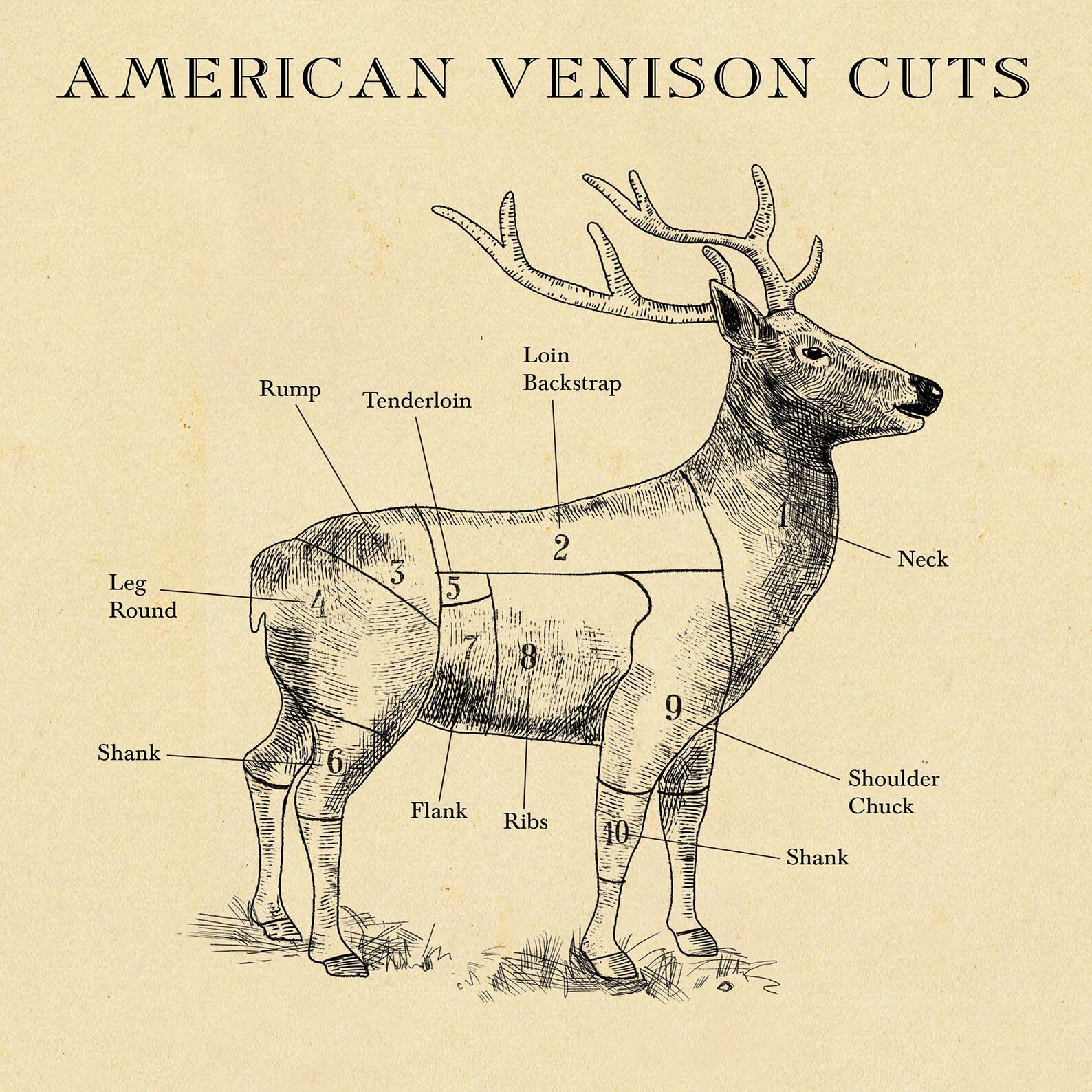 AMERICAN Venison Butcher Chart, Cuts of Meat, Etching Style Print ...