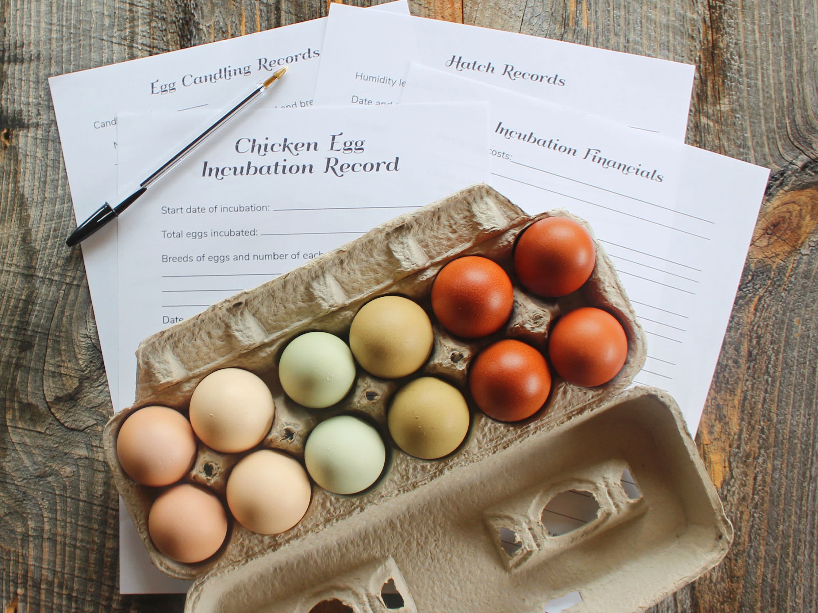 Chicken Egg Incubation Records Printable Forms Printer Friendly PDF ...