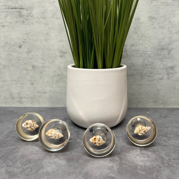 Seashell Knobs - Etsy