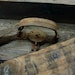Vintage Home Made Animal Trap Folk Art Fur Trapping - Etsy