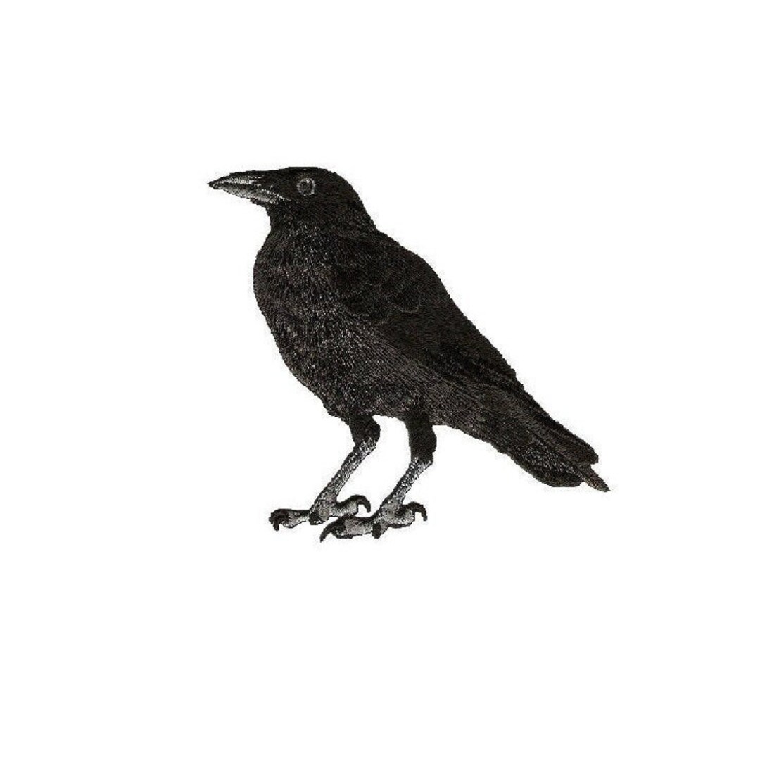 Raven - American Black Crow - Ravens - Football - Birds - Black Bird ...