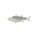 Fishing - Fish - Bass - Striped Bass - Sports - Embroidered Iron on ...