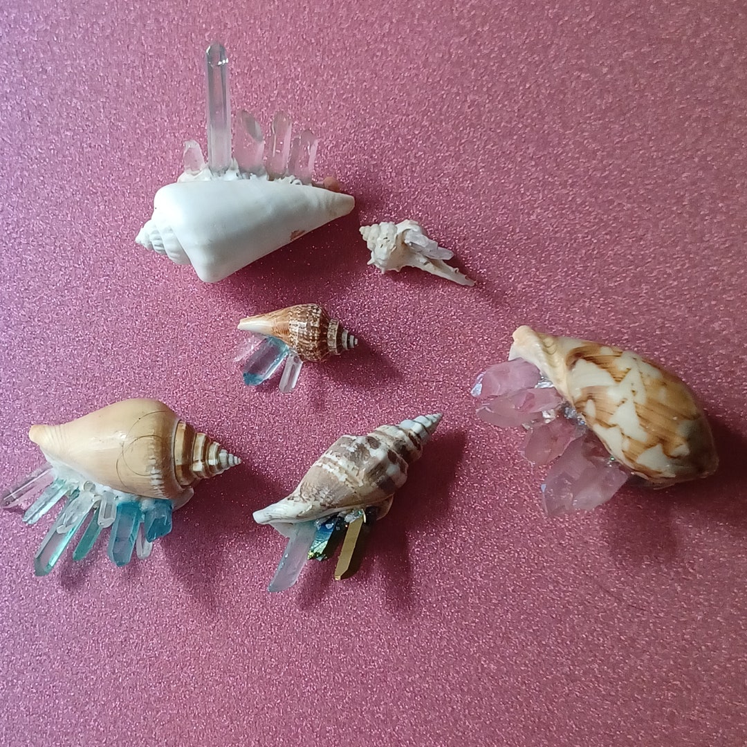 Shells and Shards Set of 6 Minis-s&s015 - Etsy