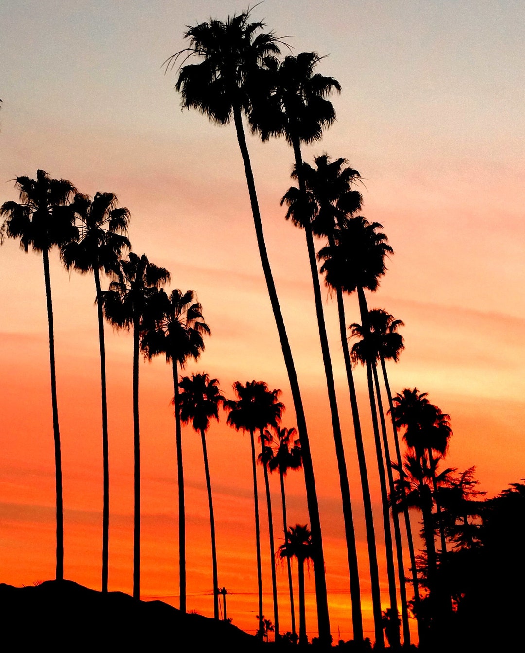 Palm Trees and Sunset Photography in LA, California. Los Angeles Palm ...