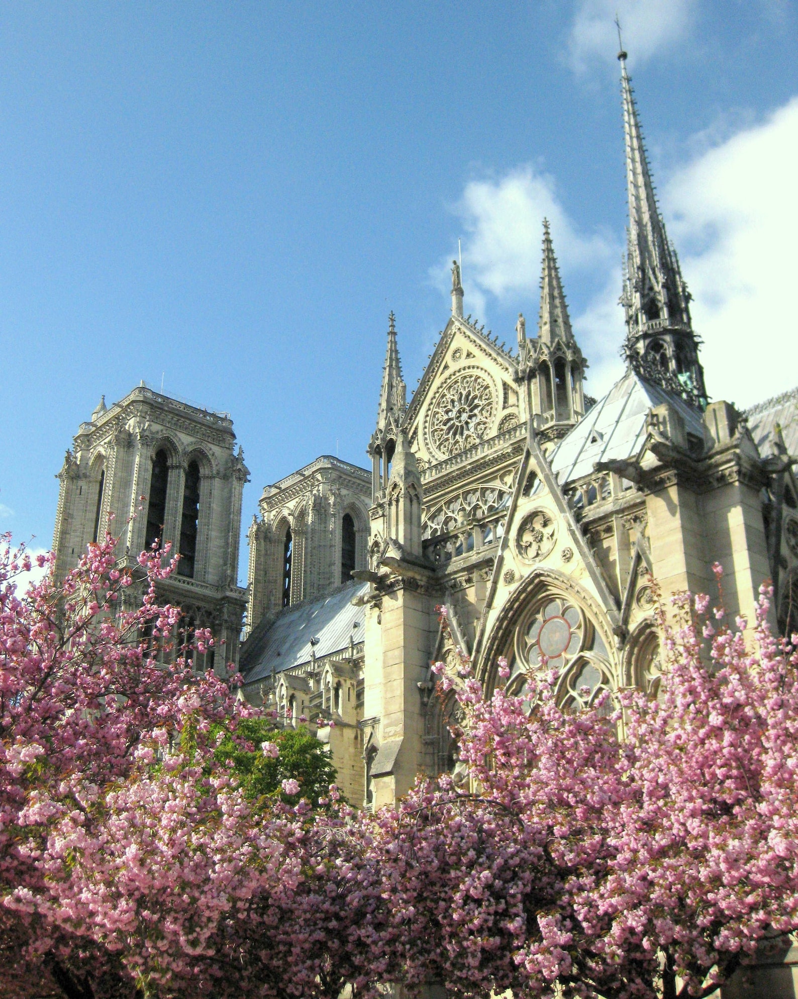 Cherry Blossoms Notre Dame Photograph Print, Notre Dame Spire, Paris ...