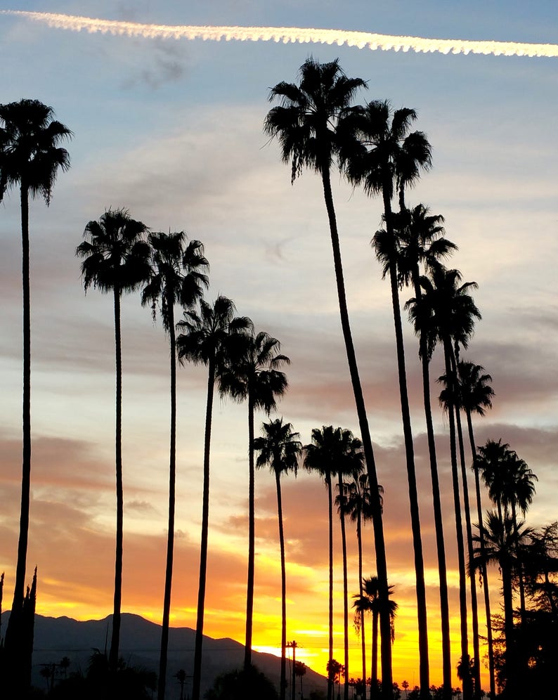 California Palm Trees With Sunset. Los Angeles Photography, Palm Tree ...