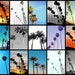 California Palm Trees Collage Photo Print, California Wall Art, Palm ...