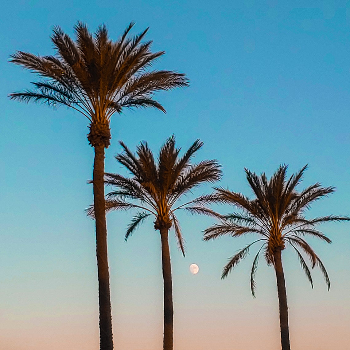 Moon and Palm Tree Photo Print. Palm Springs Photography, Palms Springs ...