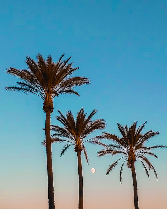 Moon and Palm Tree Photo Print. Palm Springs Photography | Etsy