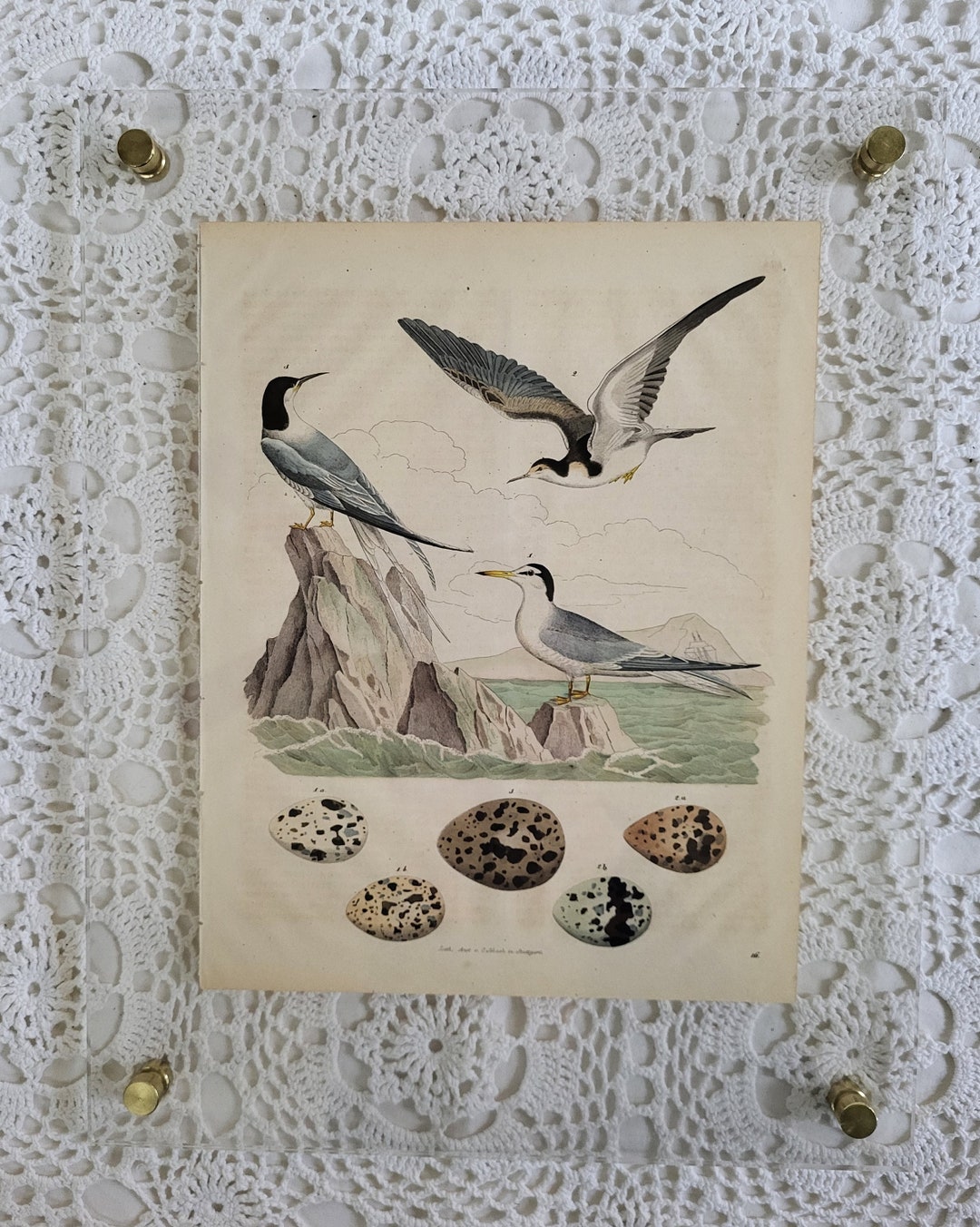 Antique Seagulls Bird German Lithograph With a Modern Acrylic Frame ...