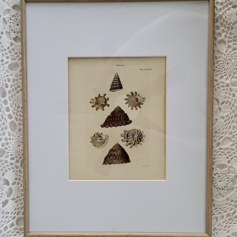 Trochus Shell - Etsy