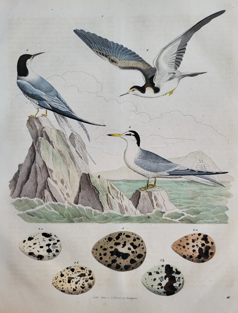 19th Century German Lithograph of Water Birds and Bird Eggs - Etsy
