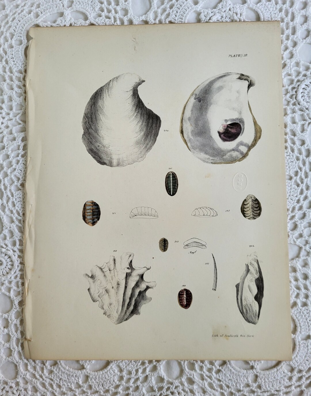1840s Hand Colored Seashell Lithograph by Lith of Endicott, Zoology of ...