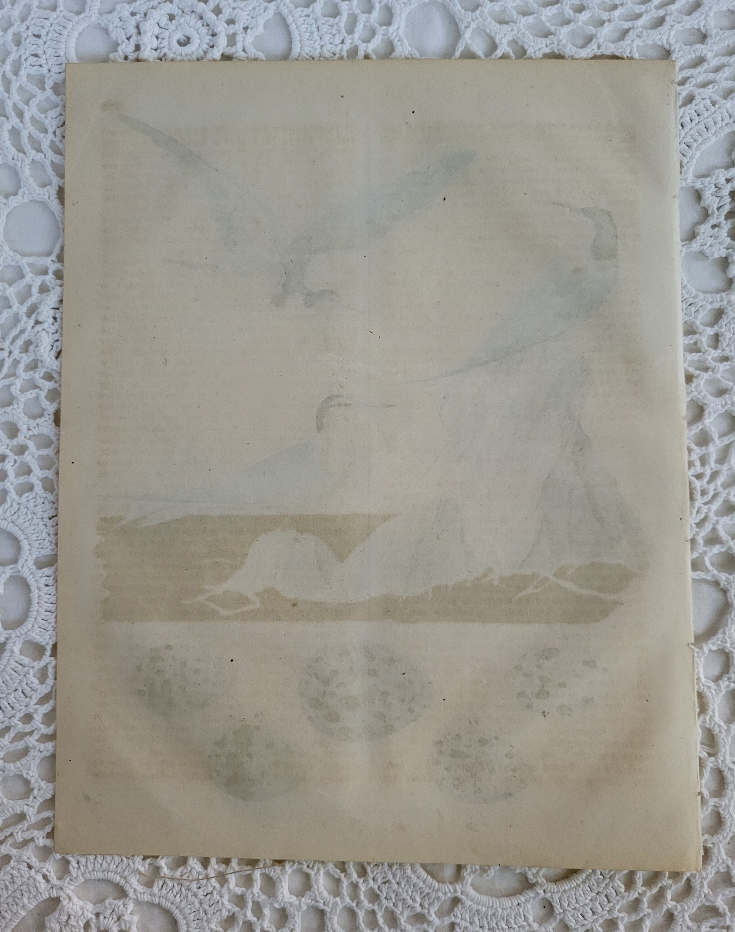 19th Century German Lithograph of Water Birds and Bird Eggs, Coastal ...