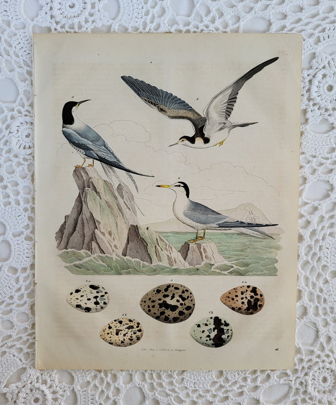 19th Century German Lithograph of Water Birds and Bird Eggs, Coastal ...