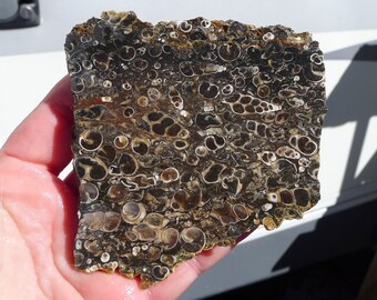 Turritella Fossil Slab Materials Gemstones etna.com.pe