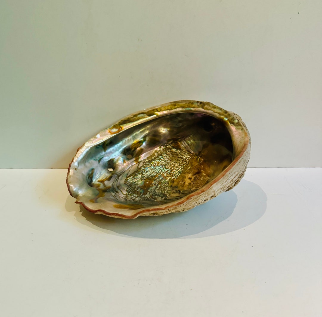 Large Iridescent Abalone Shell Dish Beach House Nautical Seashell Bowl ...