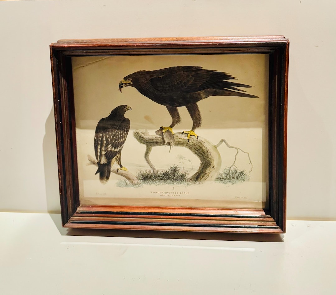 Antique Spotted Eagle Lithograph Aquila Clanga Framed Victorian Bird ...
