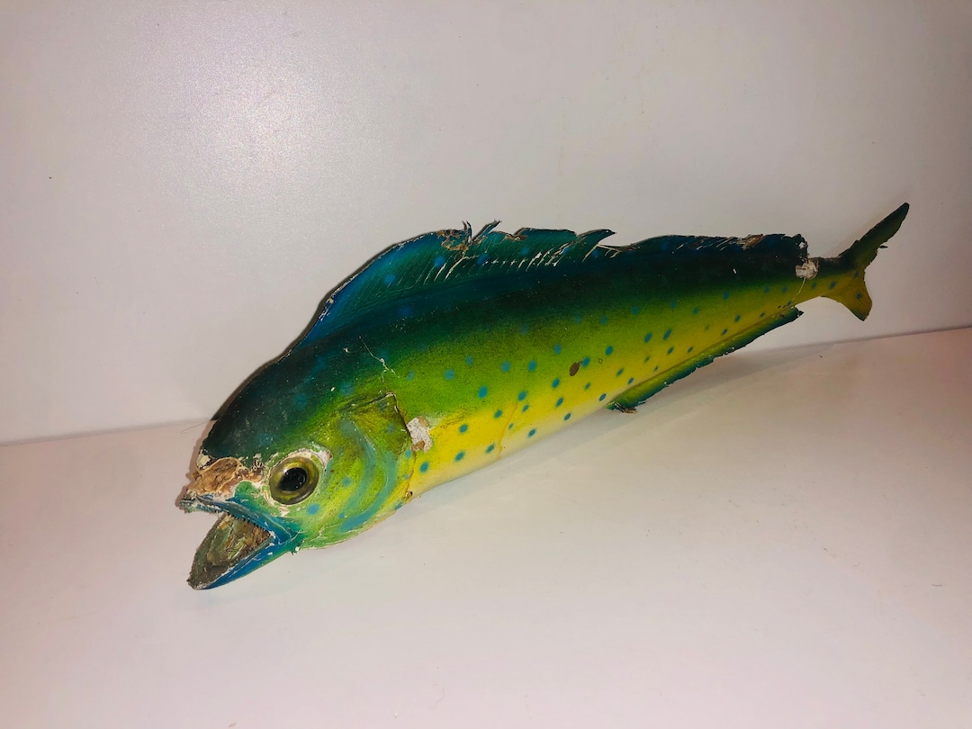 Vintage Taxidermy Fish Mahi Mahi Dolphinfish Nautical Wall Art Coastal ...