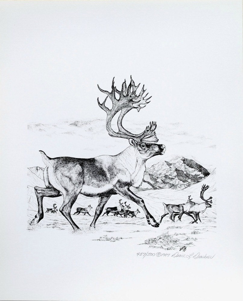 Limited Edition Set of 4 Pen and Ink Wildlife Prints - Alaska's Big ...