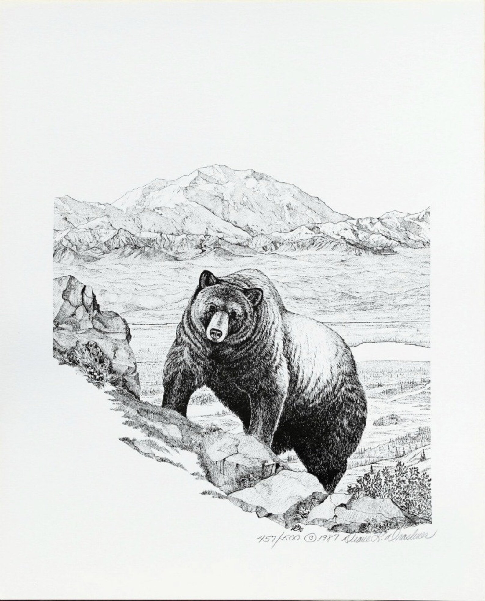 Grizzly Bear, Limited Edition Print of Pen and Ink Wildlife Drawing ...