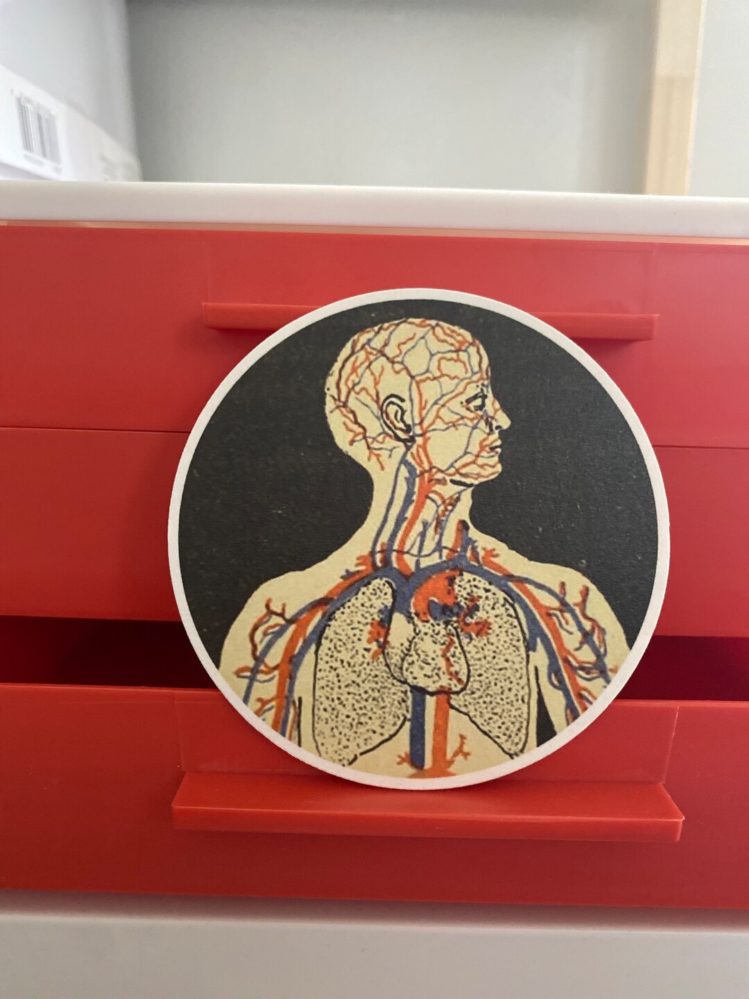 Vintage Arterial Anatomy Coasters - Etsy