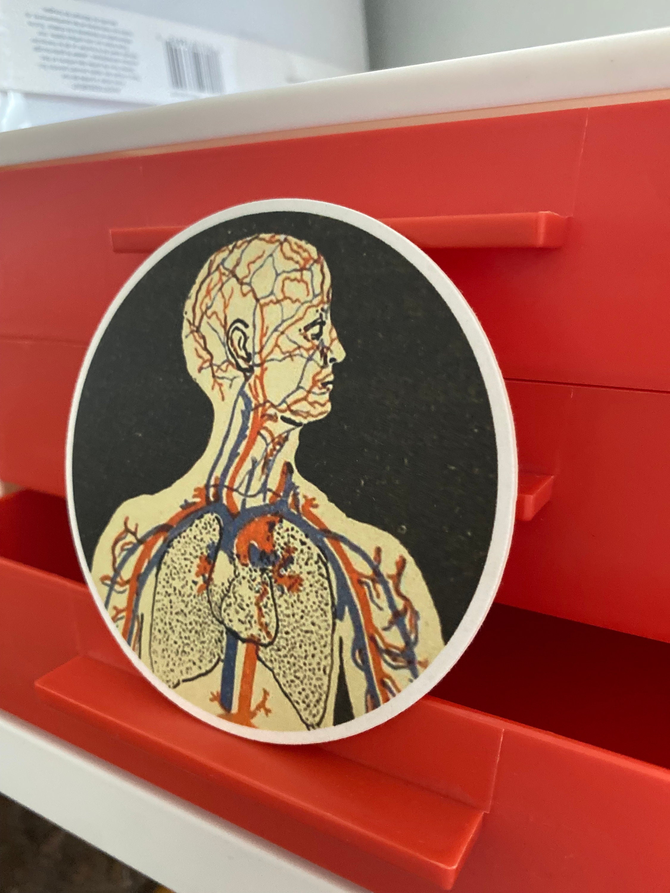 Vintage Arterial Anatomy Coasters - Etsy