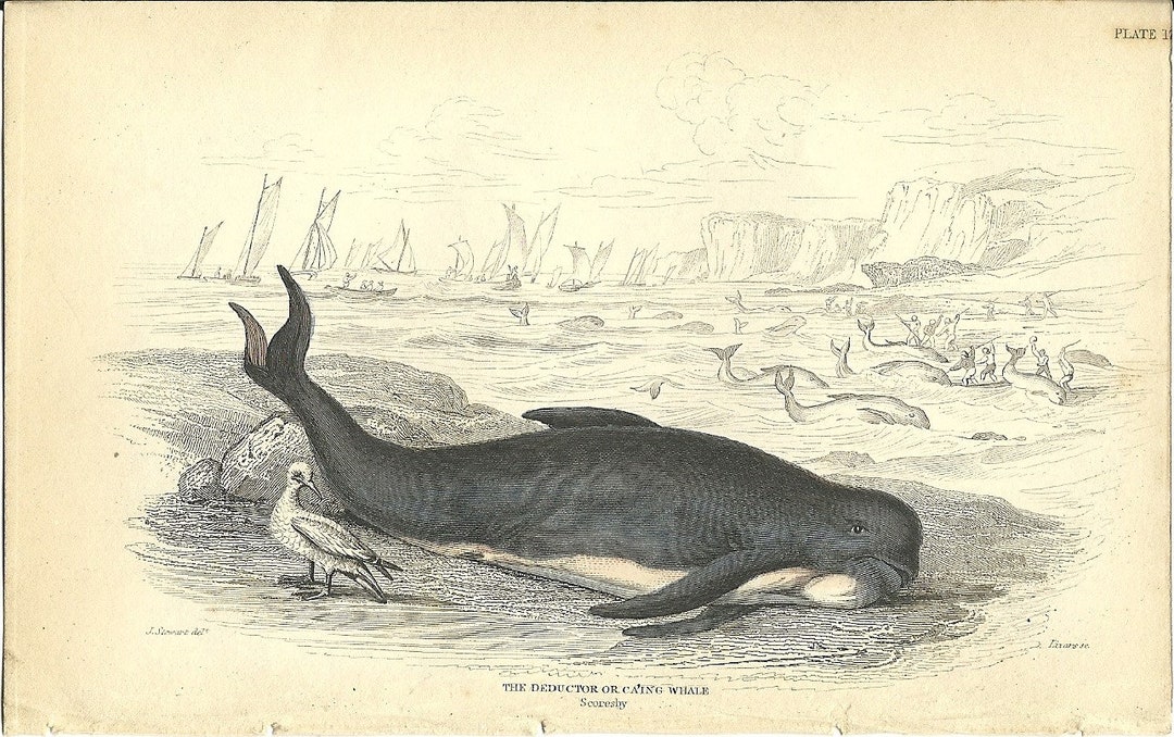 Whale Print - Whale Art - Whale Decor - Whale Illustration - "deductor ...