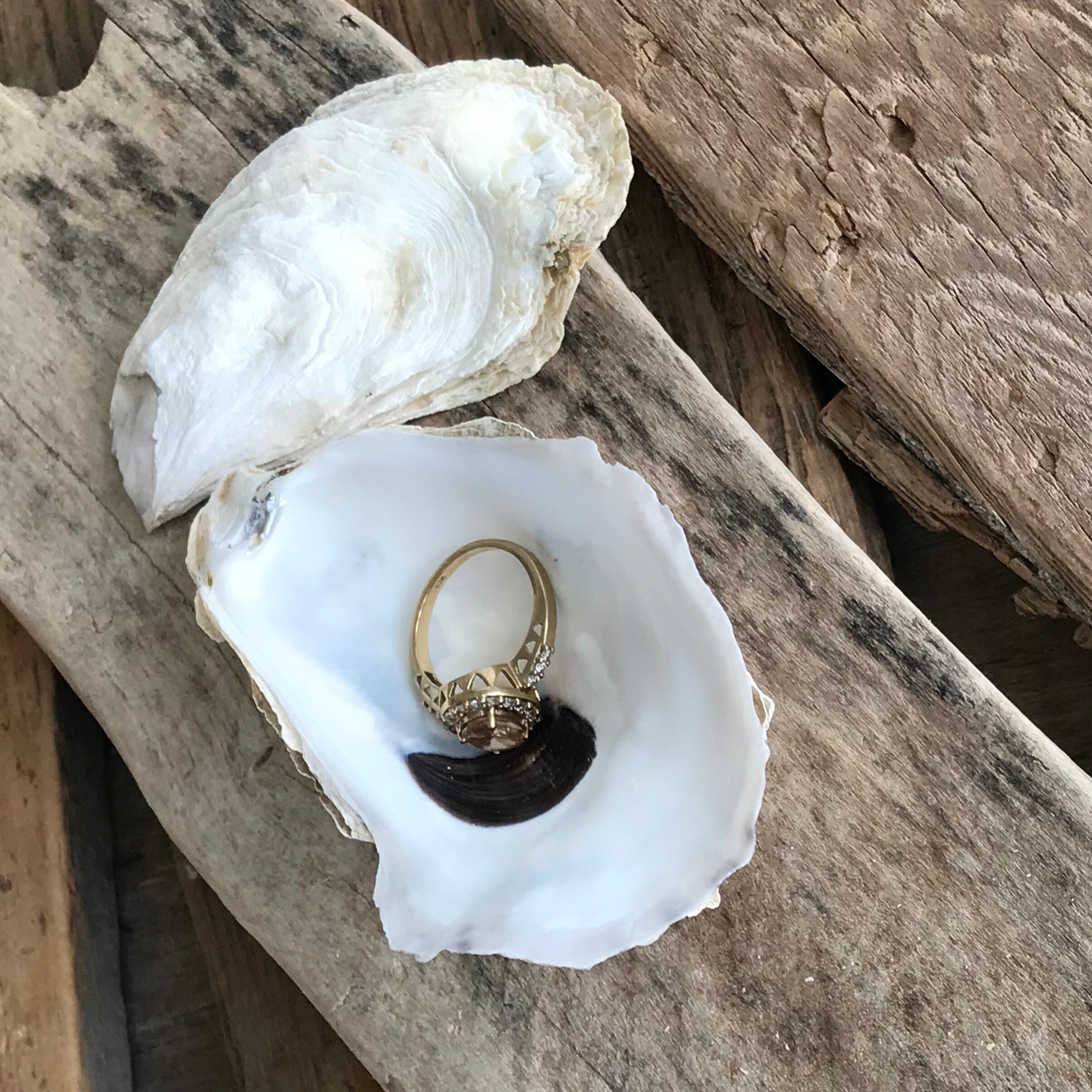 White Oyster Shell Oyster ring bowl DIY Decoupage Oyster | Etsy