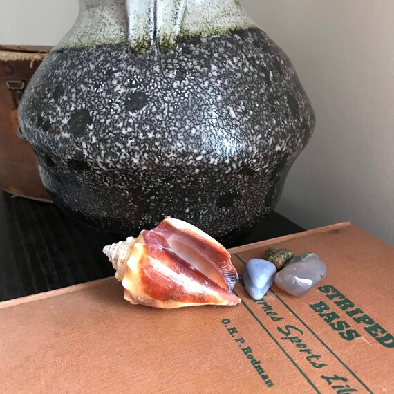 Conch Shell Decorating With Shells Fighting Conch Shell - Etsy