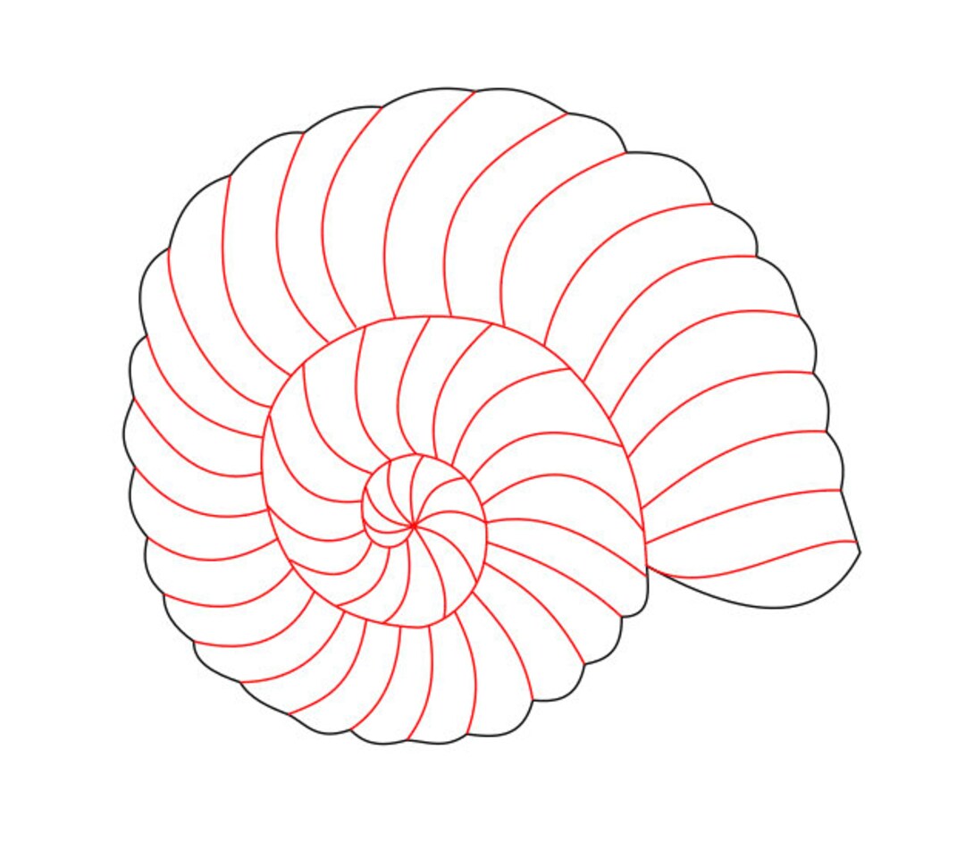 Sea Shell SVG - Etsy