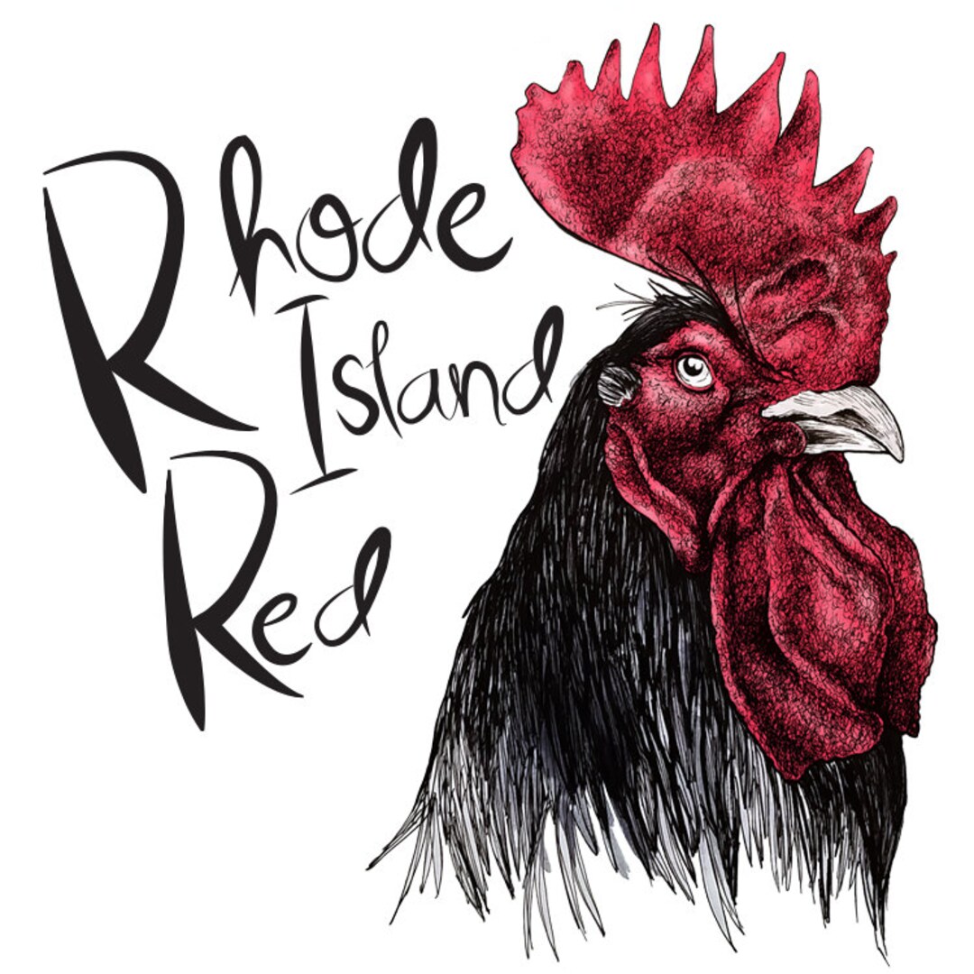 Rhode Island Red - Etsy