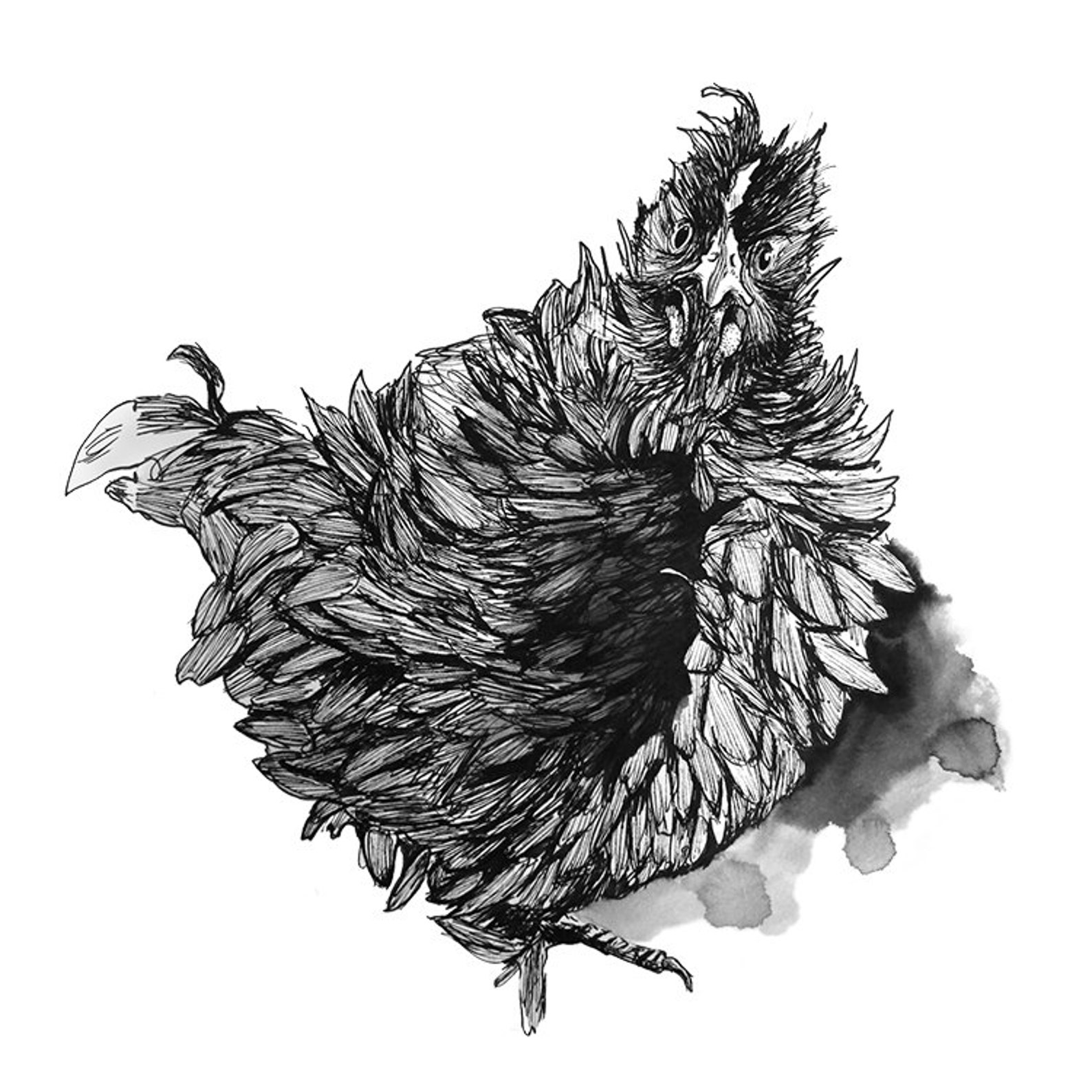 Frizzle Chicken - Etsy