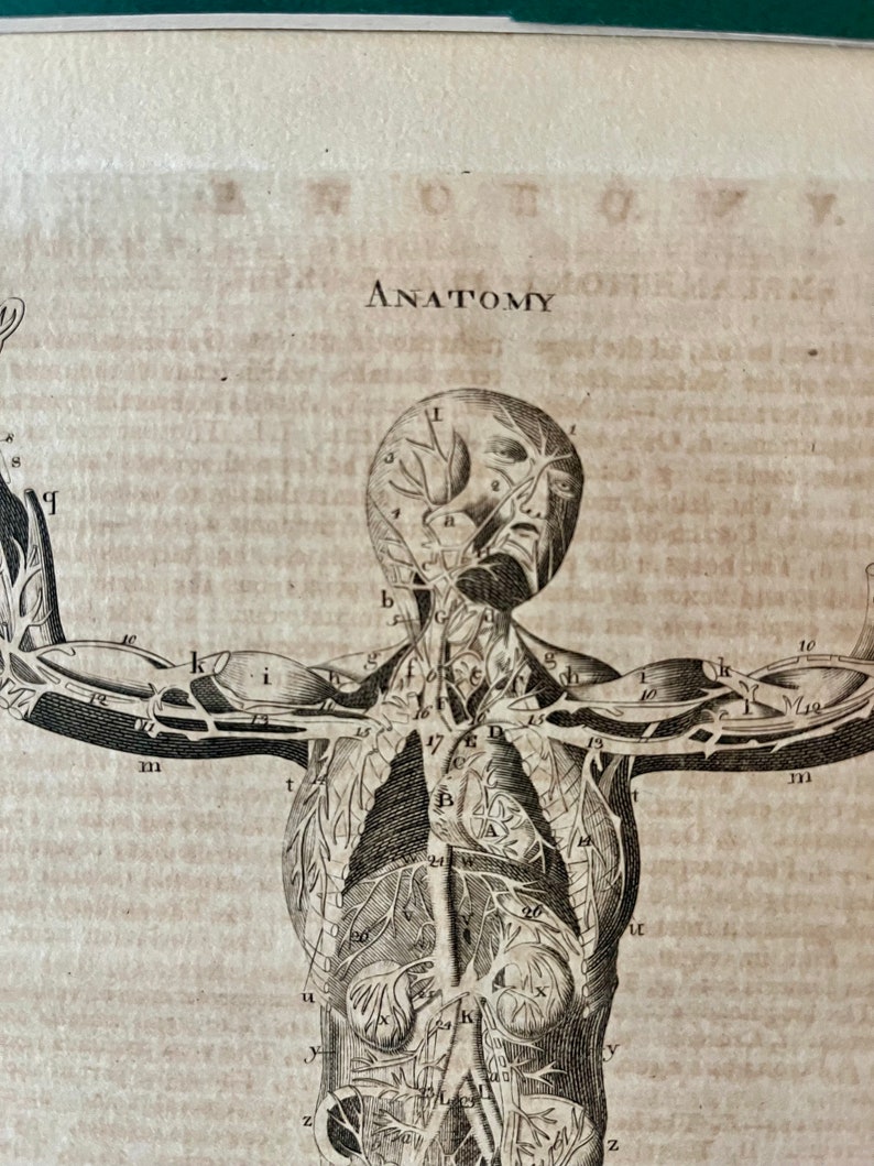 Victorian Anatomy Book Plate: Antique Cardiovascular System Diagram ...
