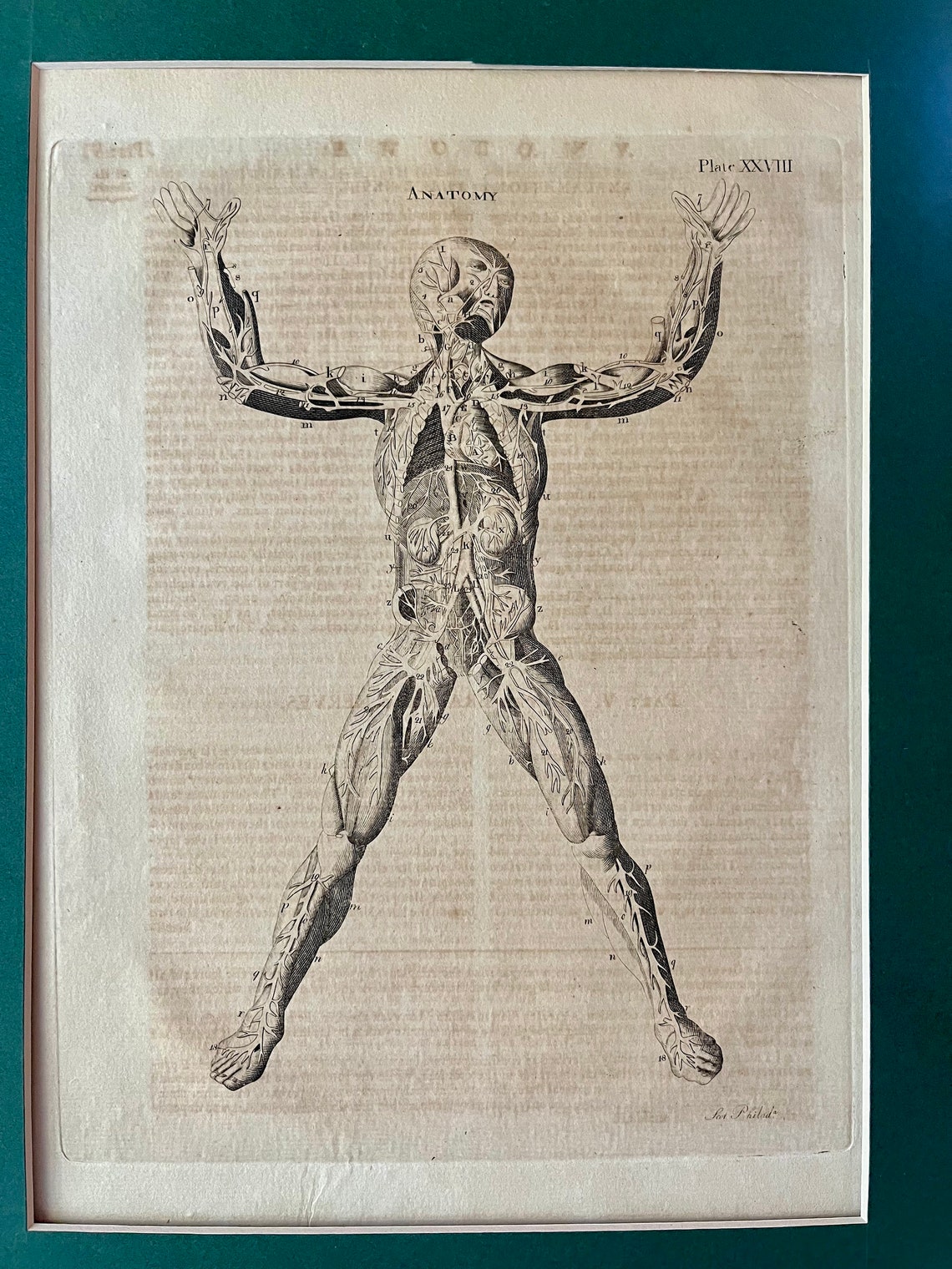 Victorian Anatomy Book Plate: Antique Cardiovascular System Diagram ...