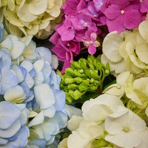 Hydrangea Blossom Shadow Box Cuff Oxidized Sterling Silver - Etsy