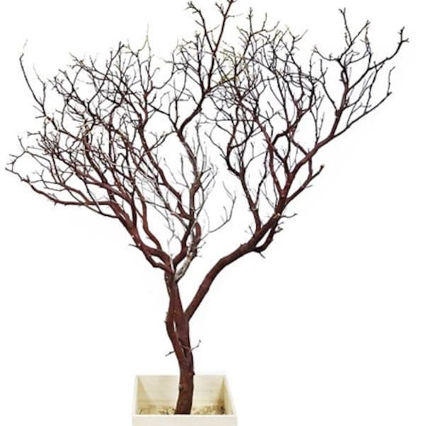 Manzanita Tree Tall - Etsy