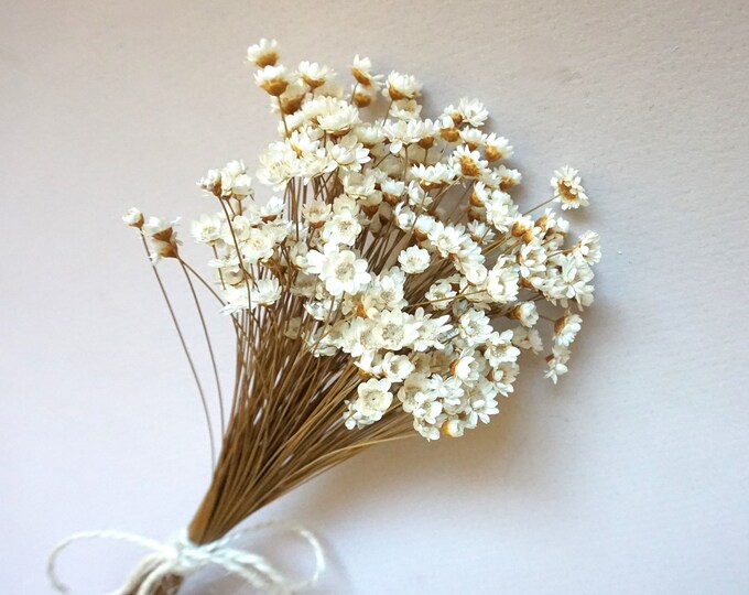 Dried Star Flowers Bunch of Dry Flowers for DIY Wedding Decor for Table ...