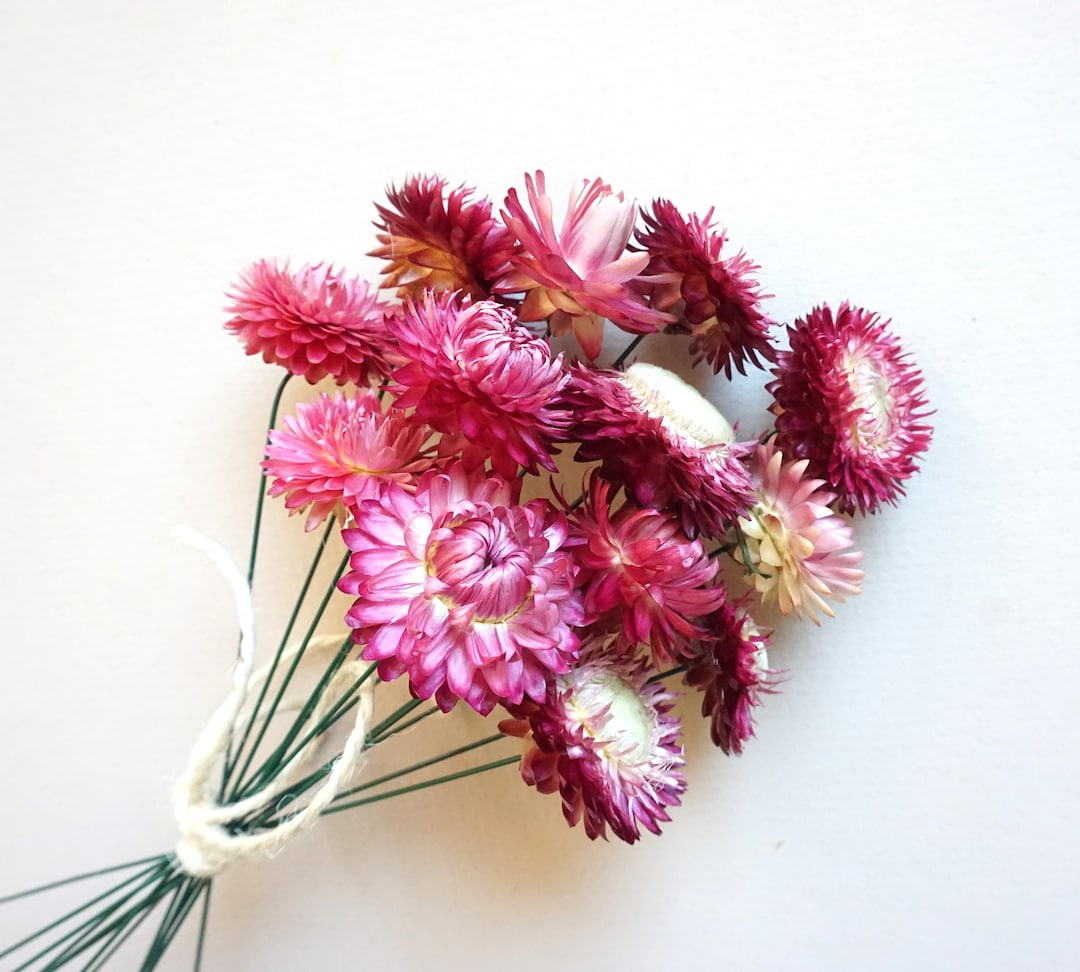 Dried Strawflowers With Wired Stems in Cranberry Pink Dried Flowers for ...