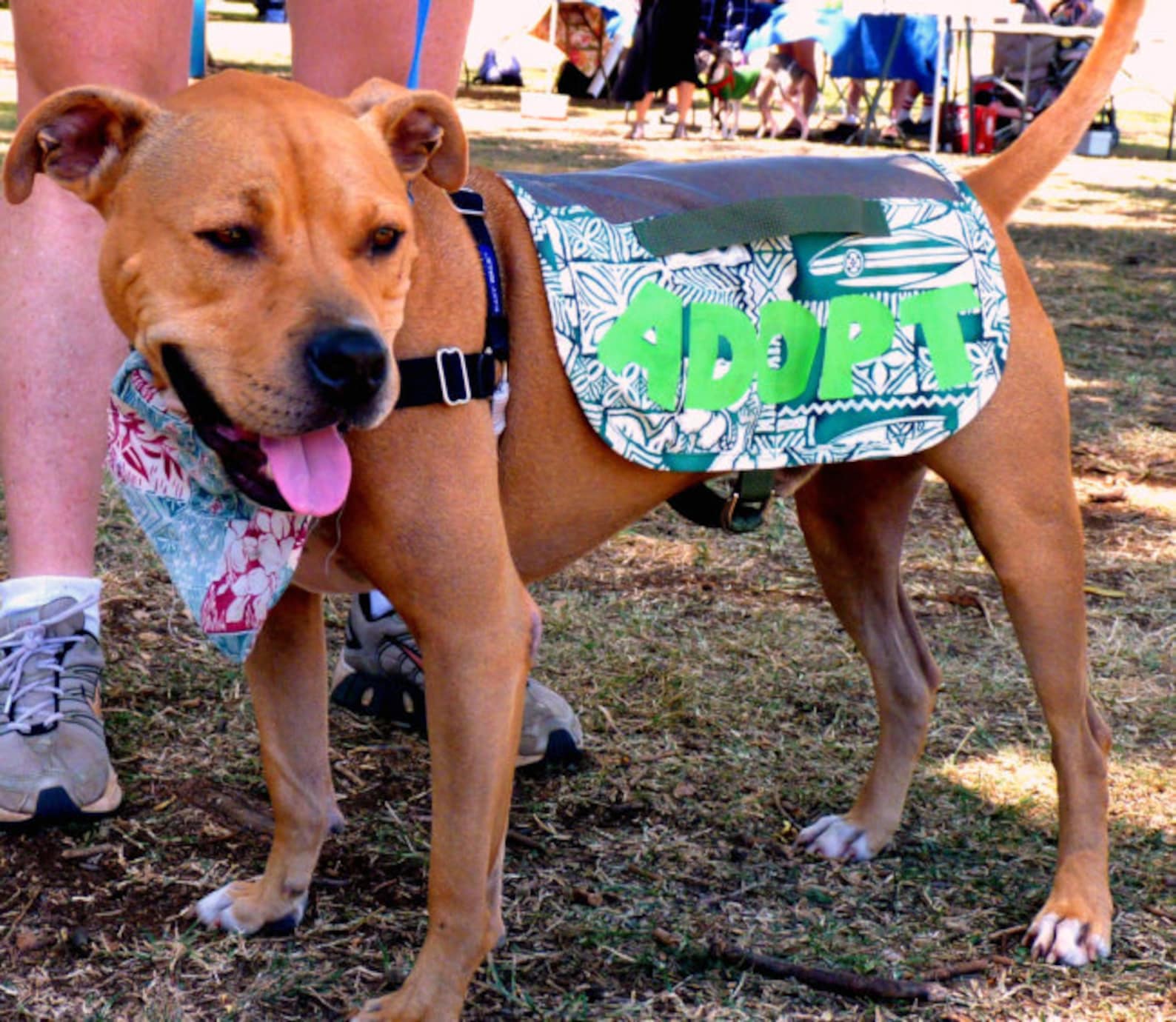 Adopt Me Dog Vest Pattern INSTRUCTIONS - Rescue Dog PDF Pattern - EZ to ...