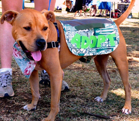 Service Dog Vest Pattern