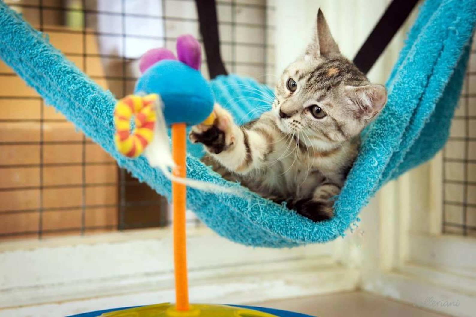 Kitty Beds - Cat Hammock PDF Pattern - Corner Cat Hammock - Cat Stuff ...