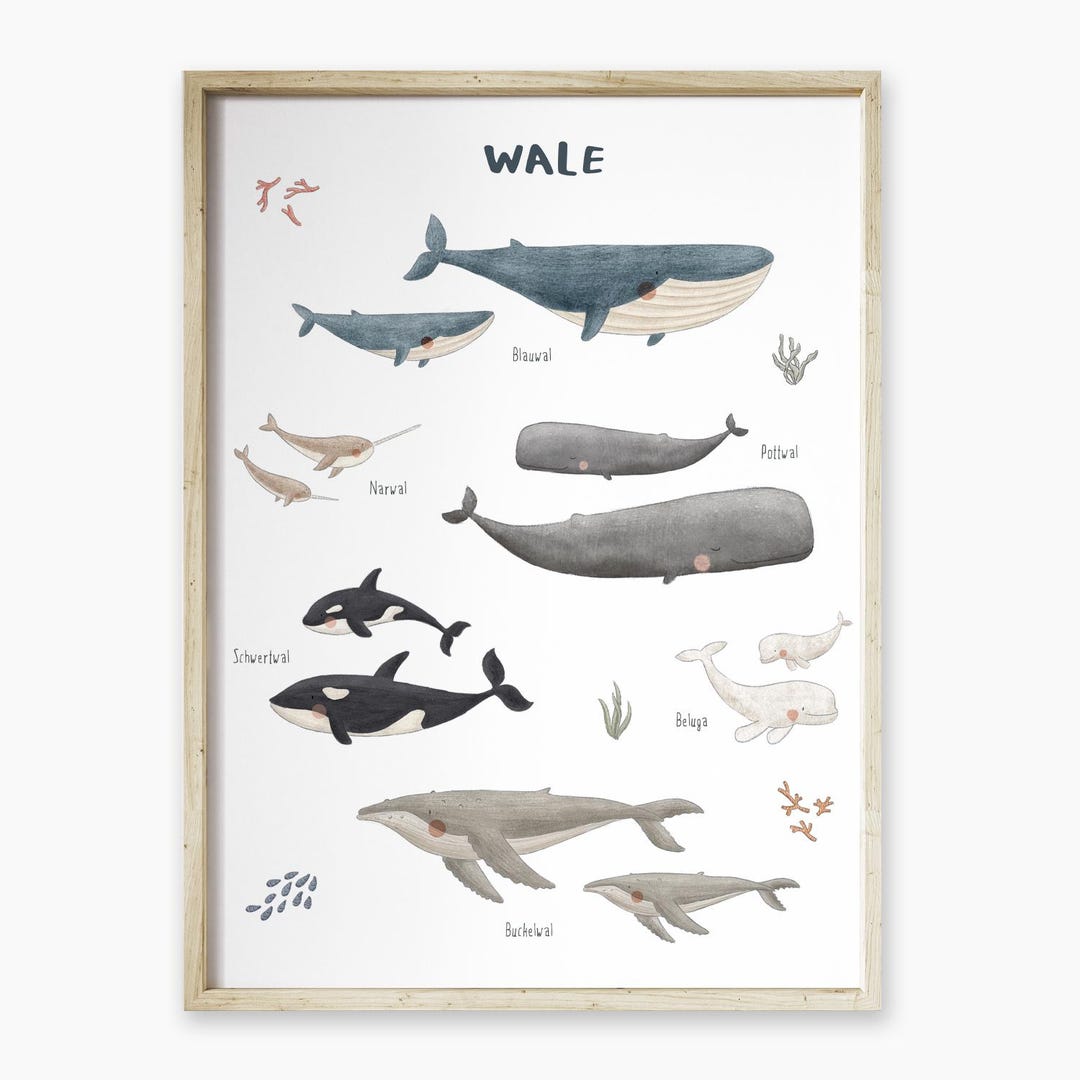 German Whale Chart Art Print, Ocean Nursery Whale Species Nursery ...