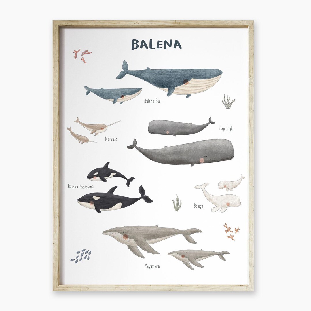 Italian Whale Chart Art Print, Ocean Nursery Whale Species Nursery ...